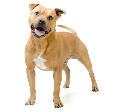 Érdekességek a kutyafajtákról: Staffordshire terrier | Purina