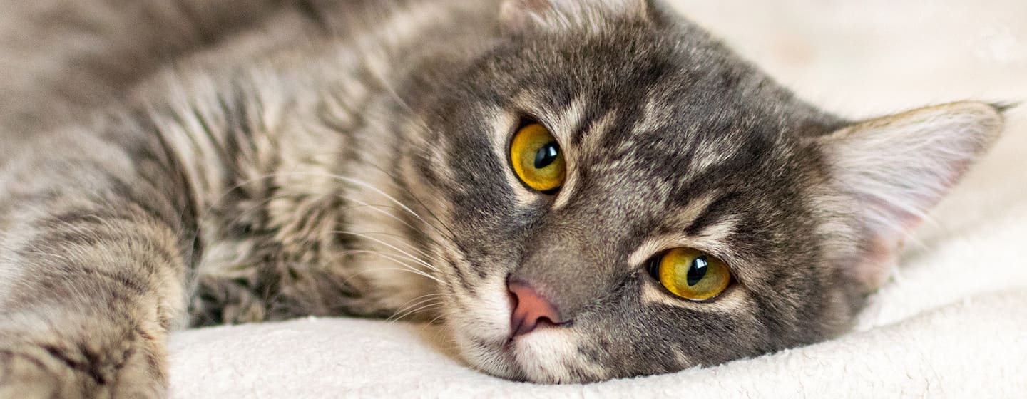 Így ismerheted fel a leggyakoribb macskabetegségeket | Purina