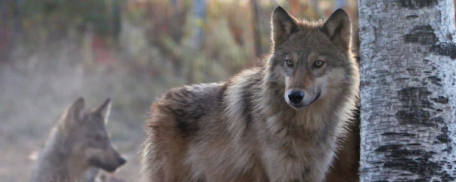 A farkas és a kutya tápláléka, mi az ideális? | Purina