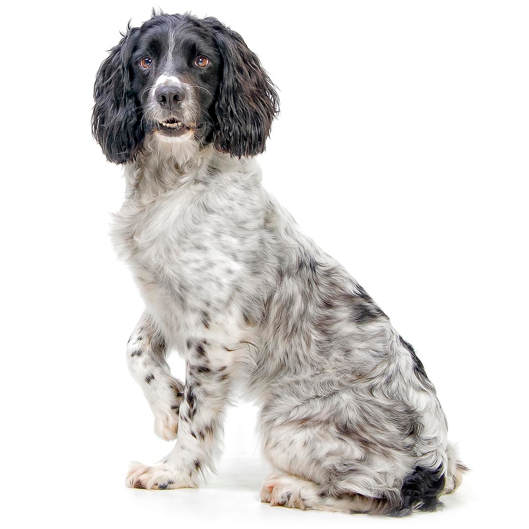 Érdekességek a kutyafajtákról: Springer spániel | Purina