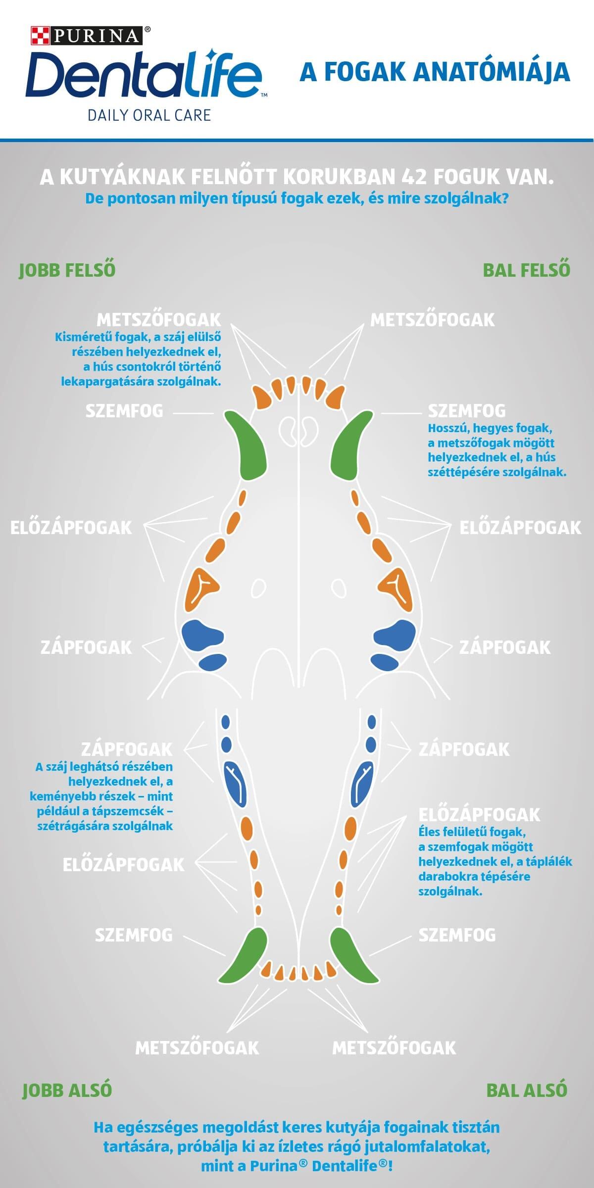 Jó tudni a kutyák fogazatáról, a kutyafog anatómia | Purina